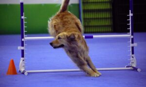 AKC Fetch Events - Over the Edge Dog Sports